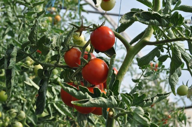 Serre à tomates : comment choisir la bonne serre