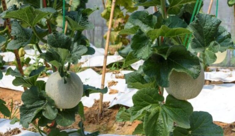 Semer du melon : apprendre à maîtriser la culture du melon