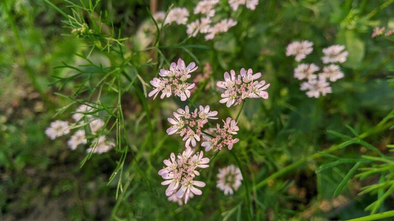 Semer de la coriandre : comment le faire