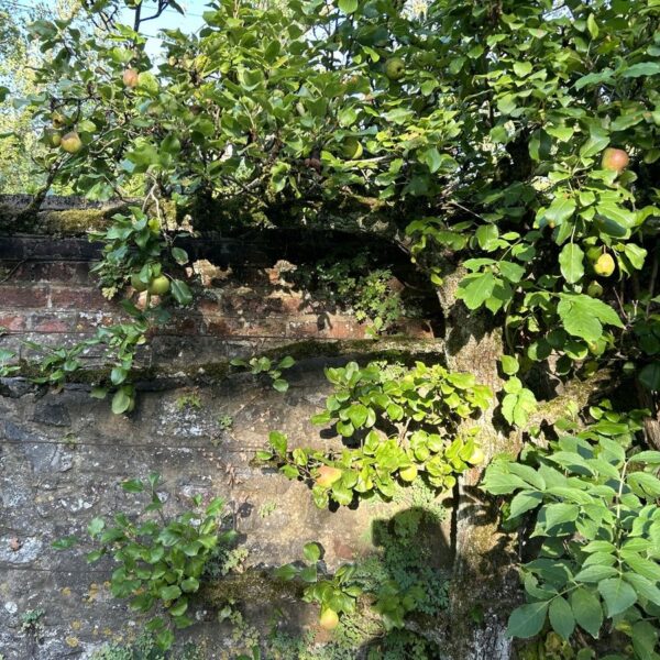 Les Types et Méthodes de Taille des Arbres: Guide Introductif